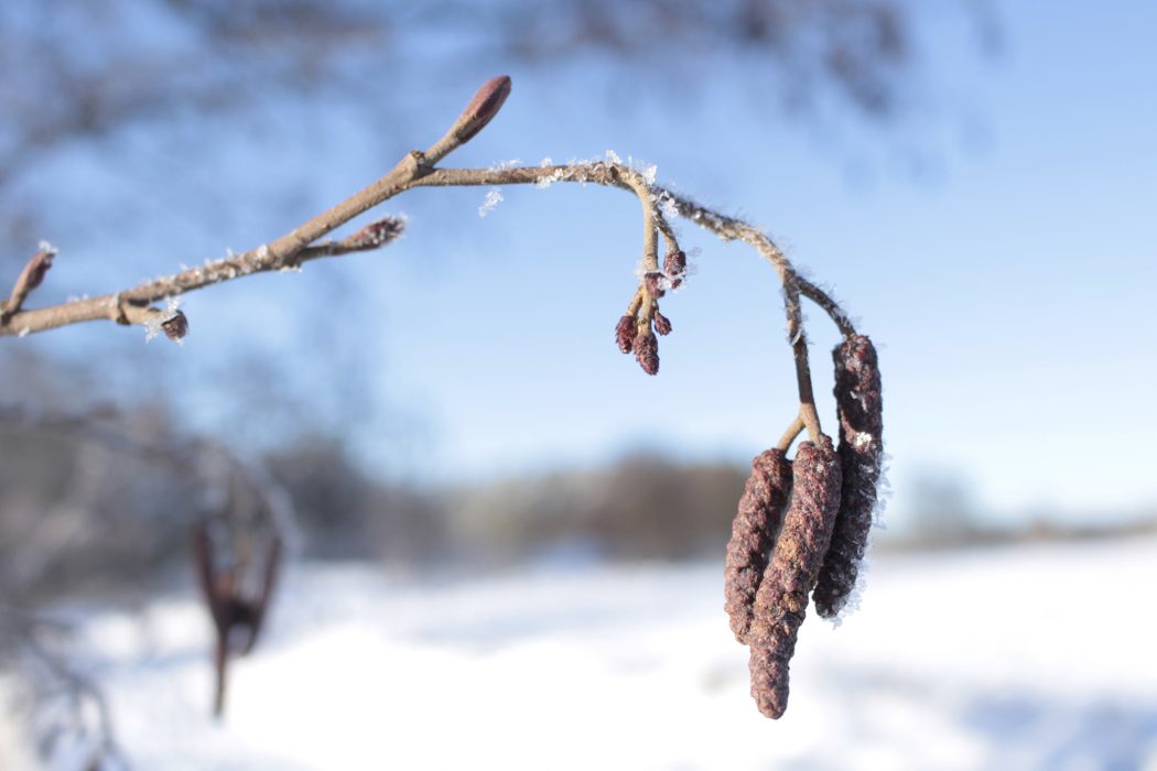 Knoppspaning på vintern