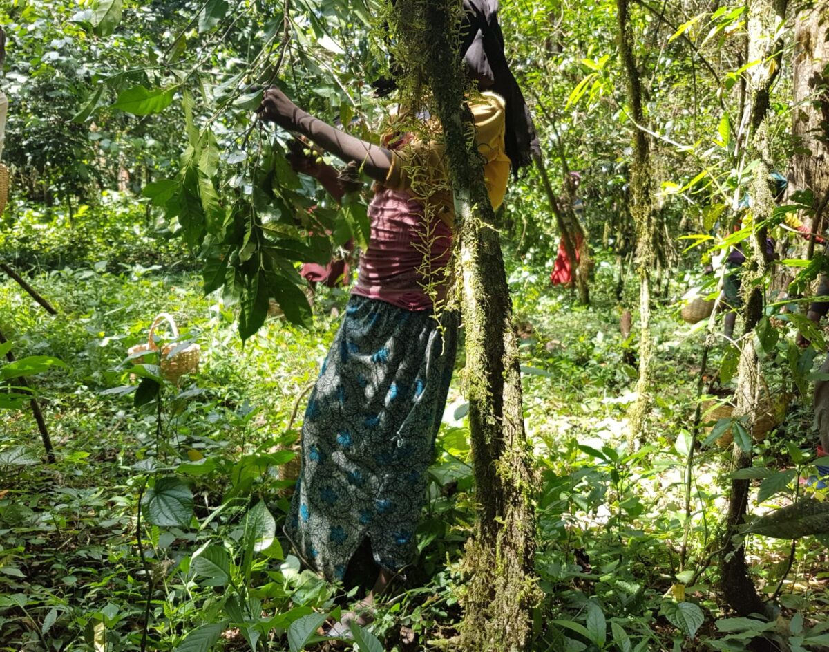 Bevarande av skog påverkar barns utbildning