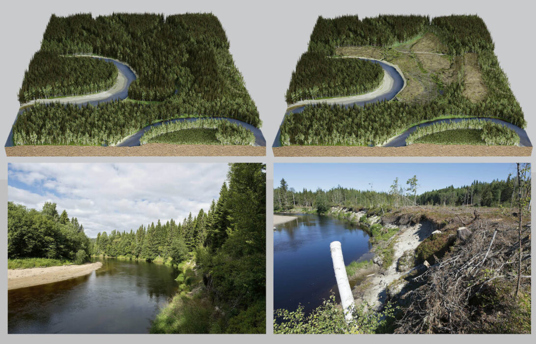 Jon vill visa skogen bortom alla träd